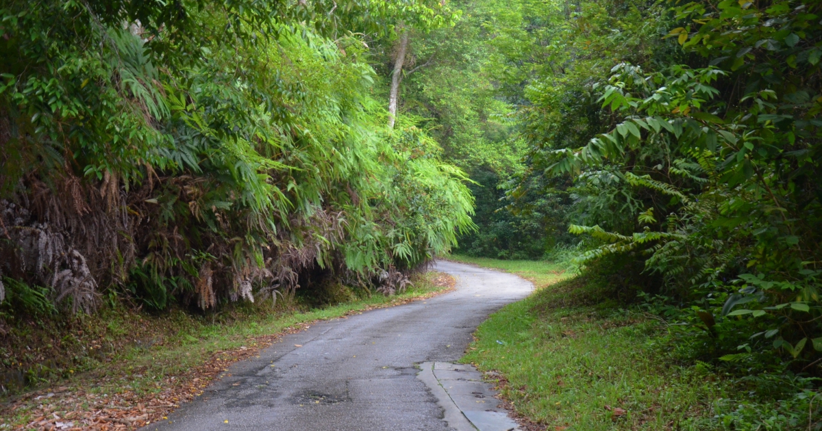 Take a hike in Kledang! - Part II: Wanna go top? | Ipoh Secrets